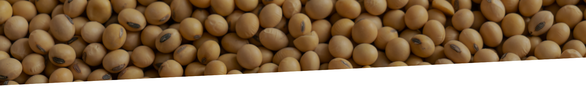 Bartlett Soybean Processing Plant in Cherryvale, Kansas